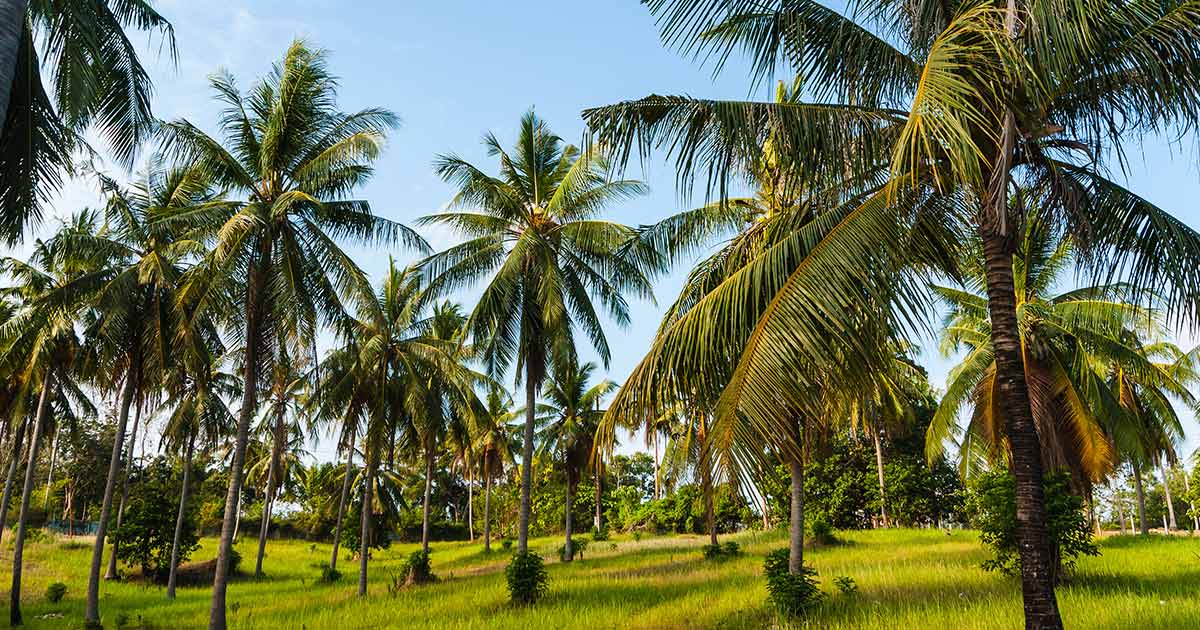 Sustainability - Coco Organic